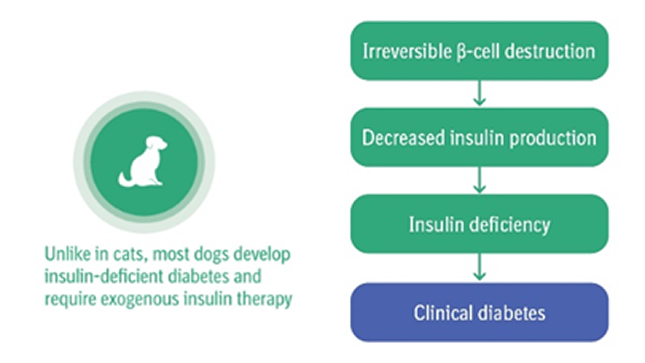 Decoding Diabetes in Pets