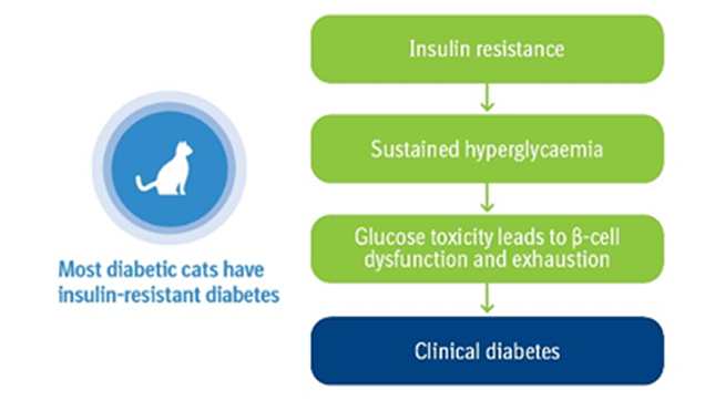 Decoding Diabetes in Pets