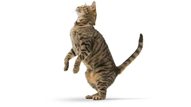 Decoding Diabetes in Pets