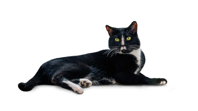 Decoding Diabetes in Pets