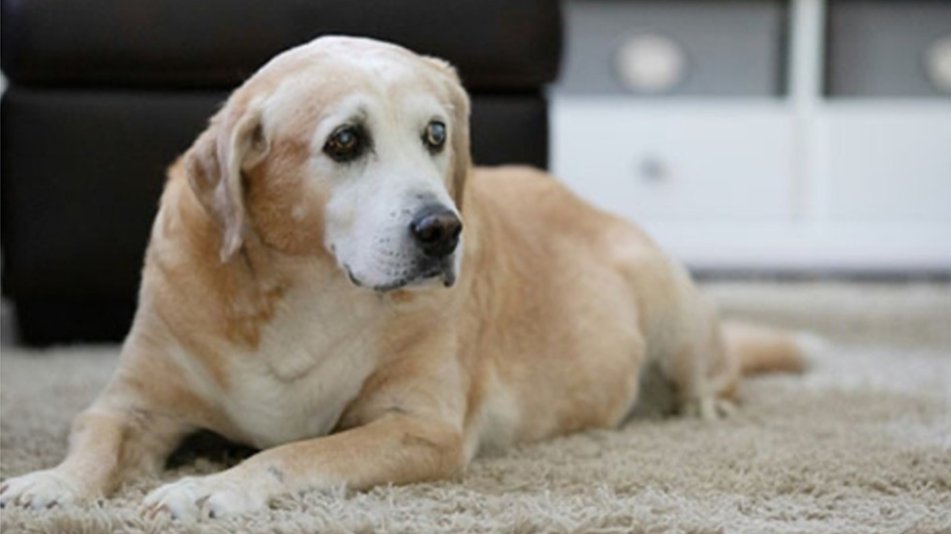 Mastering Insulin-Dependent Diabetes in Dogs & Cats – an evidence-based ...